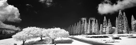 Infrared Photography - Craig M. Booth’s Homepage